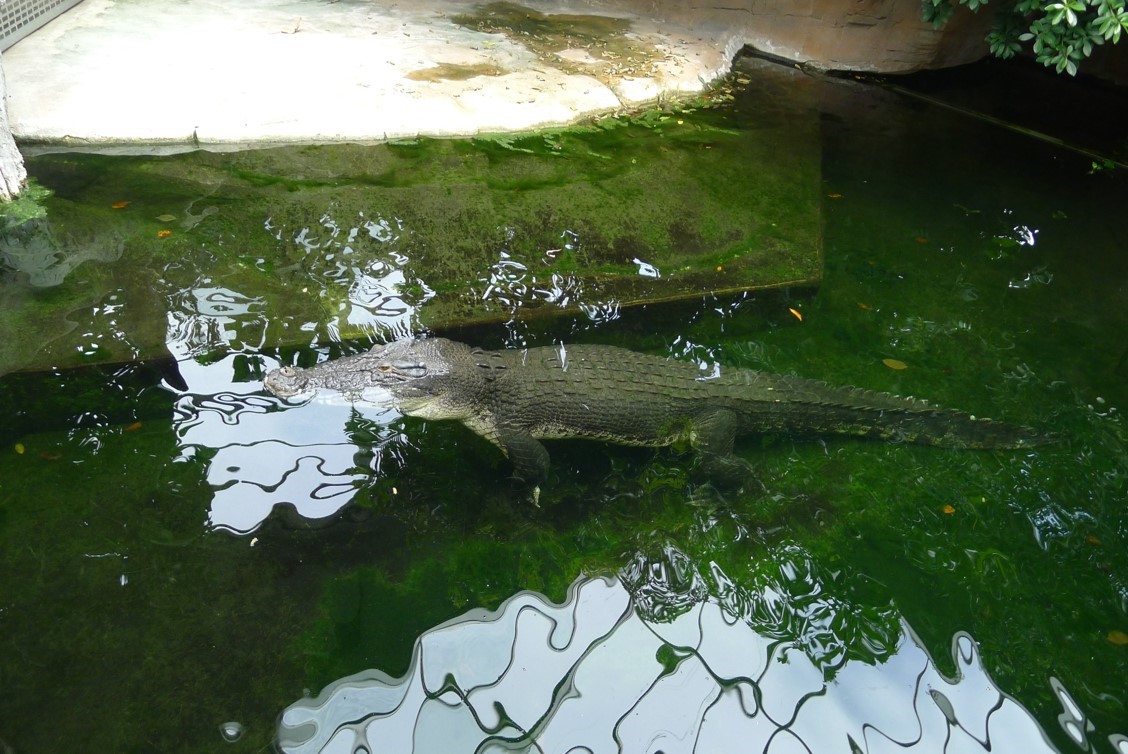 Krokodile | Karls-Gymnasium Stuttgart